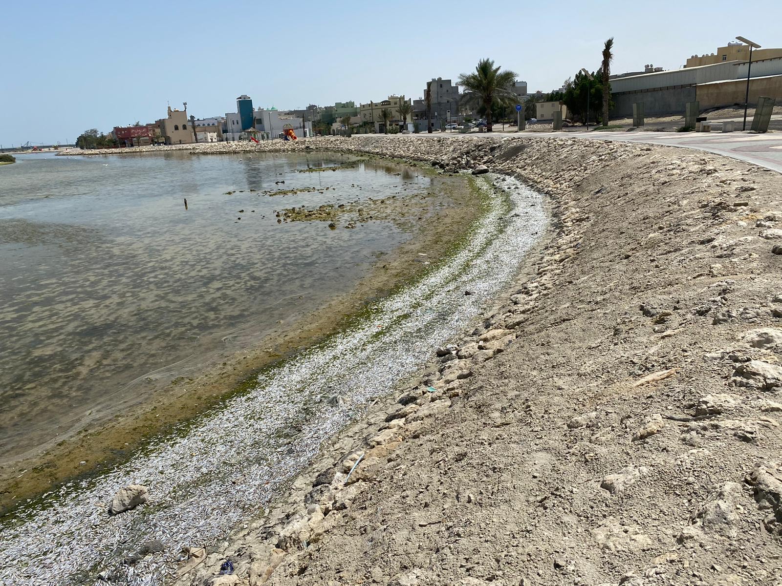 SCE: The phenomenon of red tide is the cause of fish deaths in Ma'ameer ...