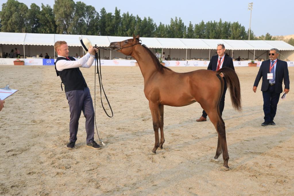 National Day competitions of 10th edition of Arabian Horses Beauty ...