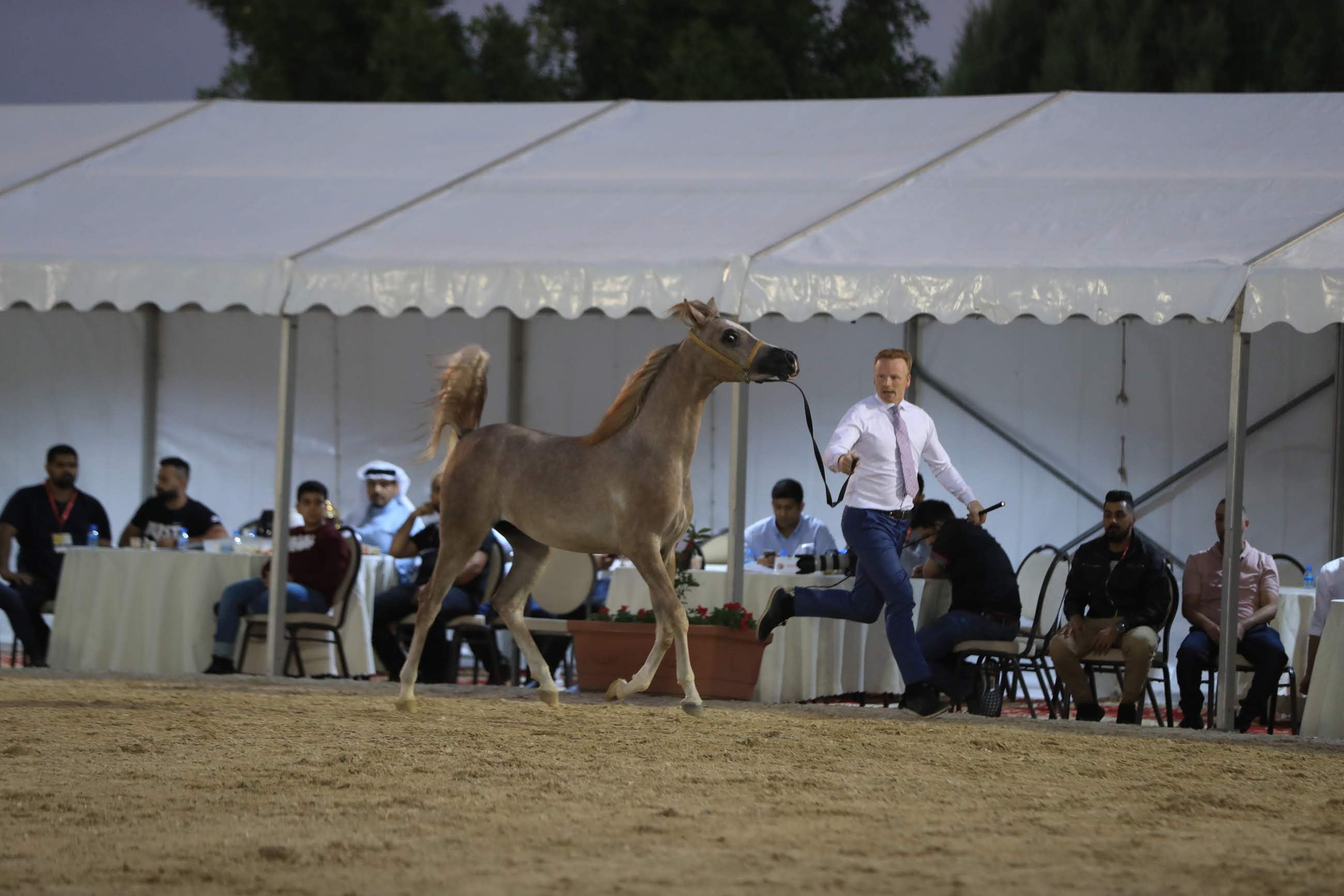 National Day competitions of 10th edition of Arabian Horses Beauty ...