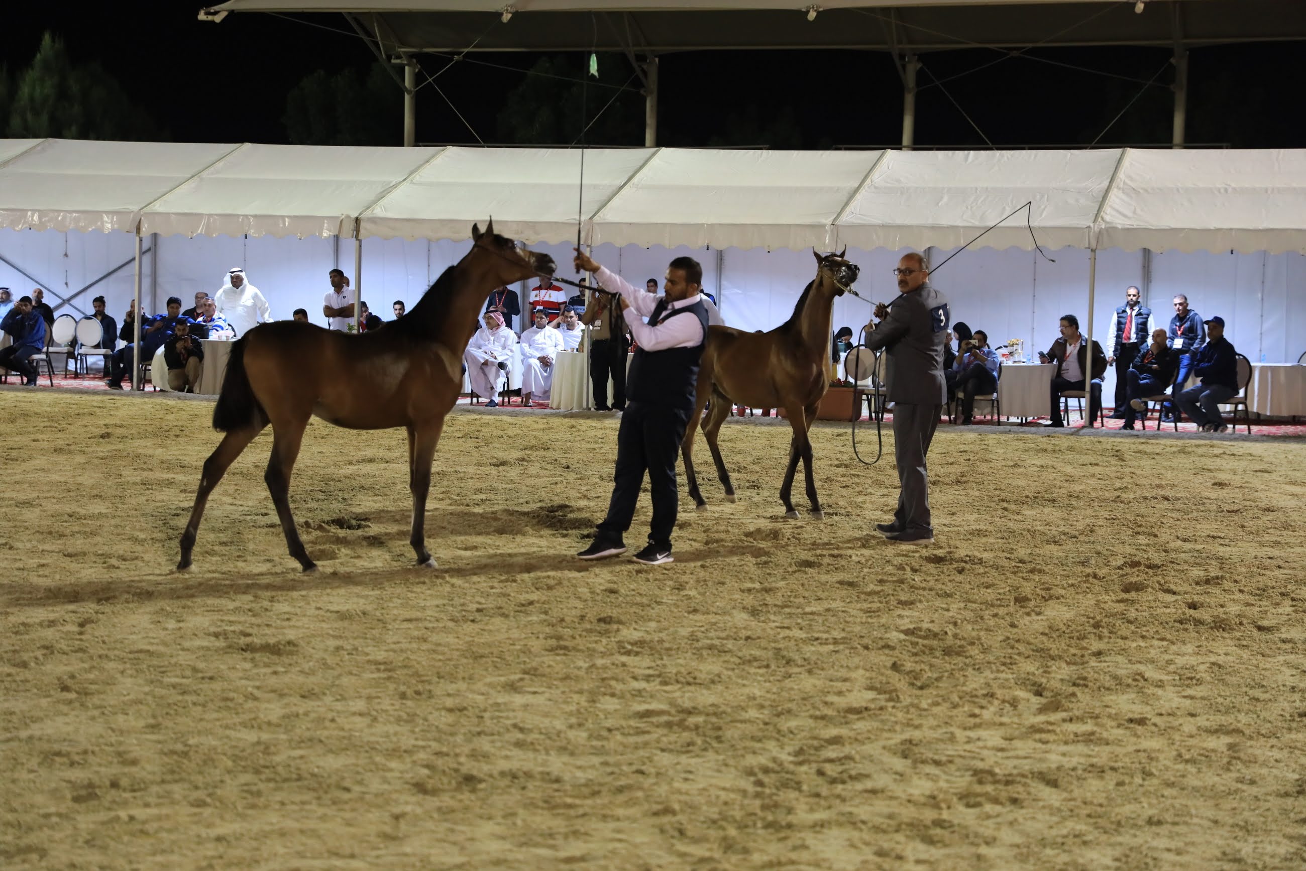 National Day competitions of 10th edition of Arabian Horses Beauty ...