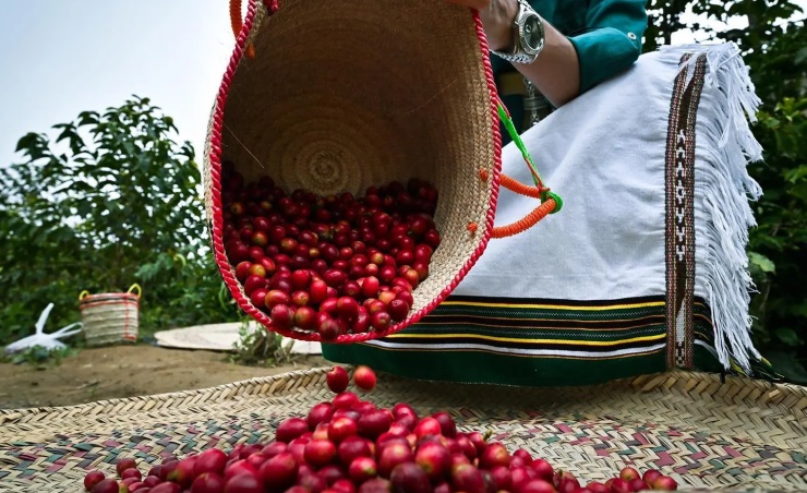 'Reef Saudi' invests SAR61 million to grow coffee production to 7,000 ...