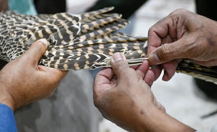 Falcon feather repair art thrives in Saudi Arabia