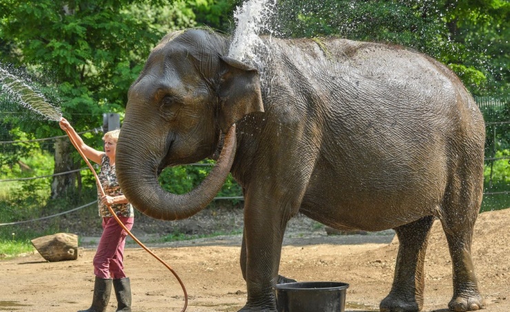 Some animals under extinction danger despite protection