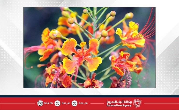 Bahrain weather forecast