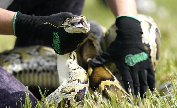 Python hunt! 800 compete to remove Florida’s invasive snakes