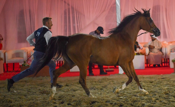 Strong competition in Arabian Horse Show to spur progresses