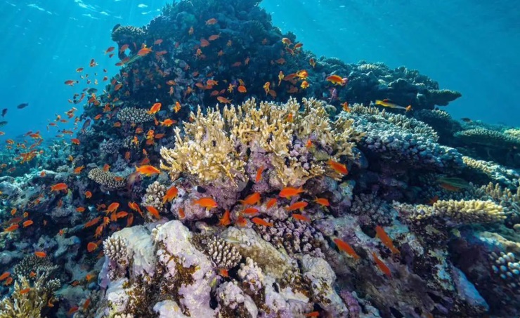 KAUST, NEOM unveil world's largest coral restoration project