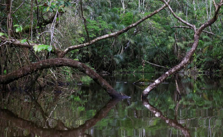 'Green Nobel' prize to recognize environmental work in Amazon rainforest