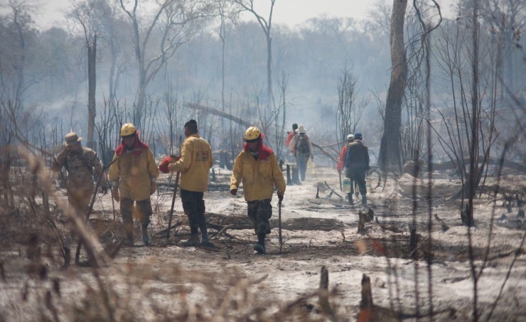 At least 43 million hectares of tropical rainforest destroyed