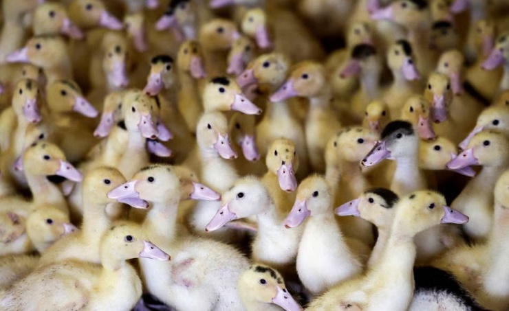 Brazil confirms first ever avian flu cases in wild birds