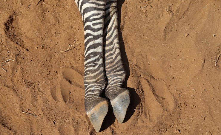 Drought is killing Kenya's endangered wildlife