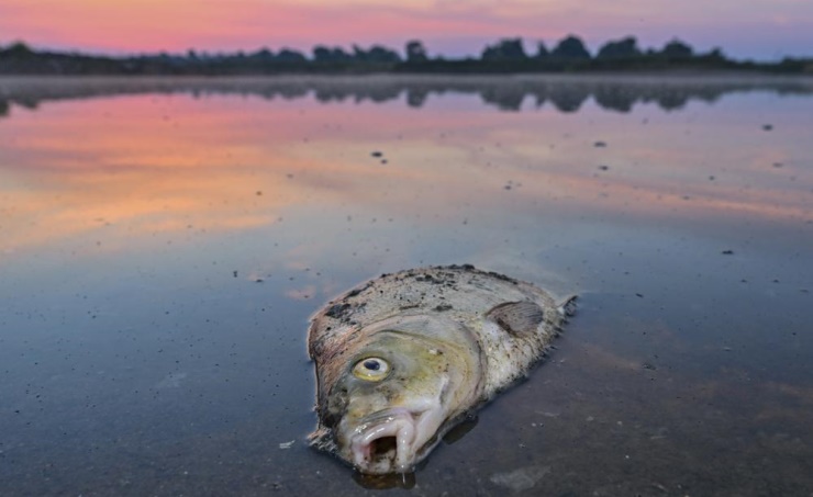 Germany: No single cause for massive Oder River fish die-off
