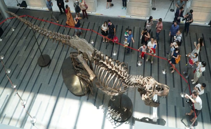 Rare T-Rex skeleton to go under the hammer in Switzerland