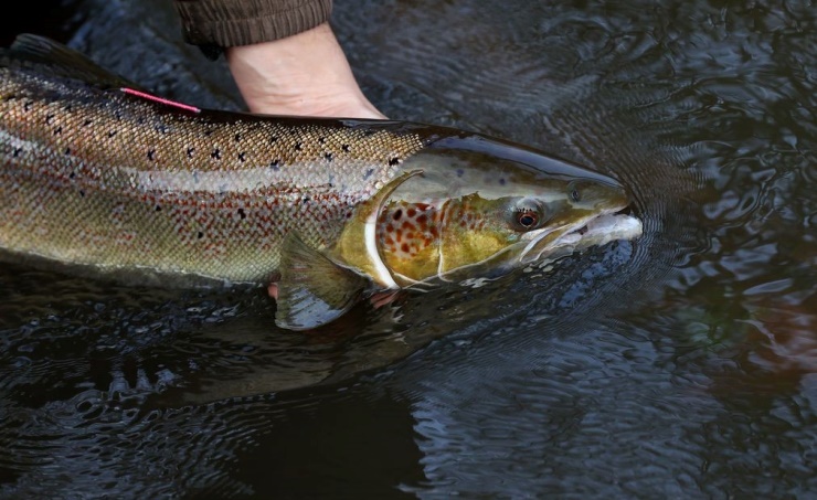 Five charged in Australia over theft of millions worth of salmon
